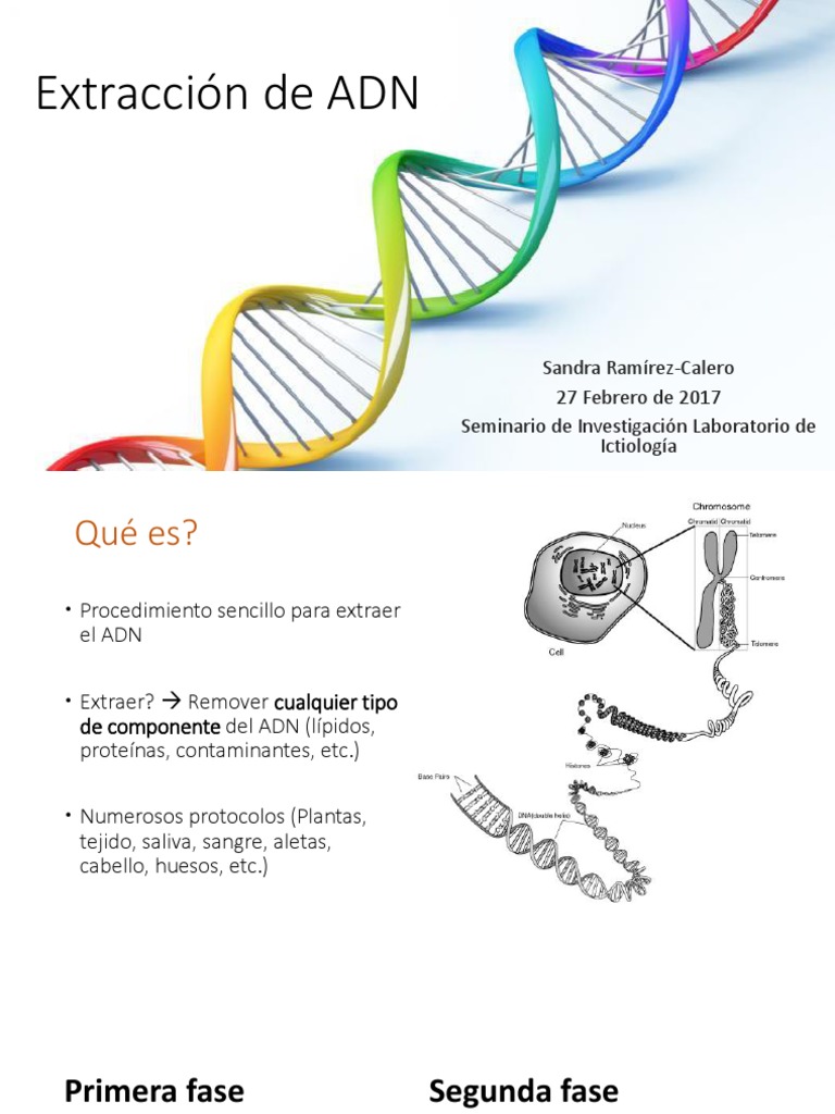 Extracción de ADN-Seminario_SRC.pdf | Adn | Membrana celular