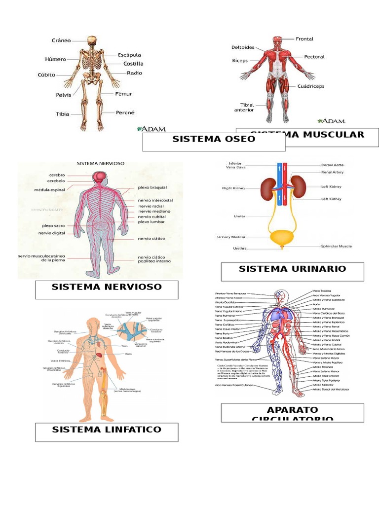 Los Sistemas y Aparatos Del Ser Humano | Zoología | Medicina CLINICA