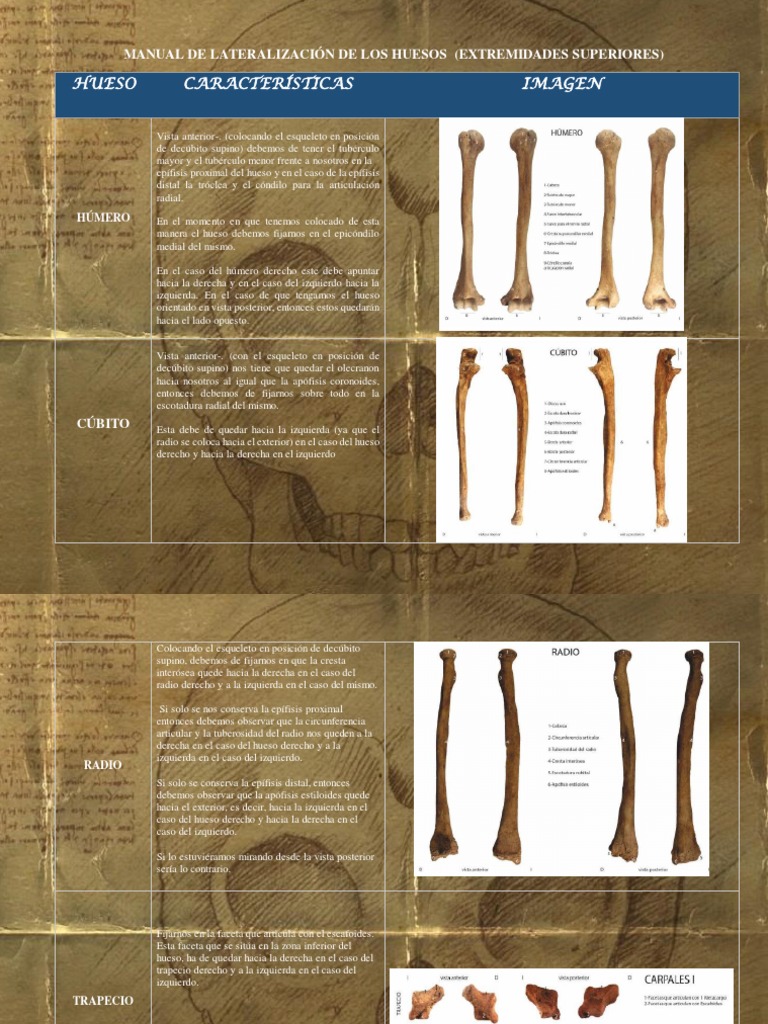 Manual de Lateralización de Los Huesos | PDF | Anatomía del miembro ...