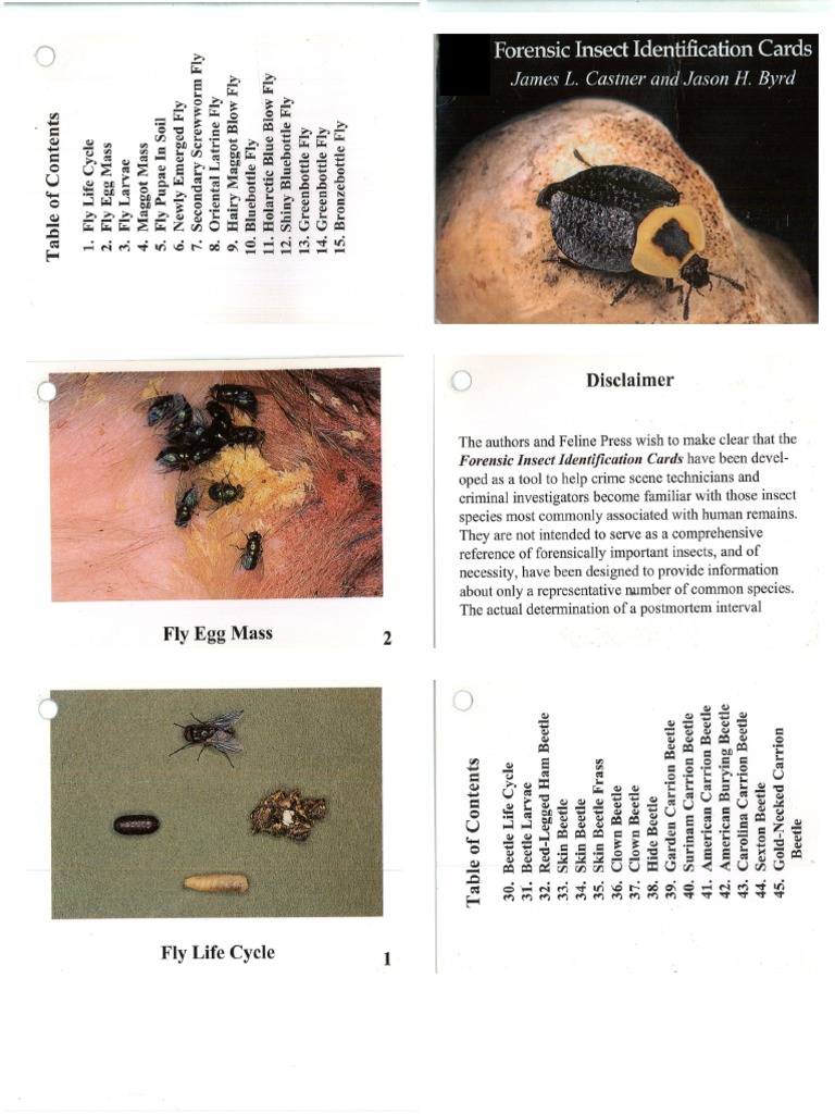 Forensic Insect Identification Cards | PDF