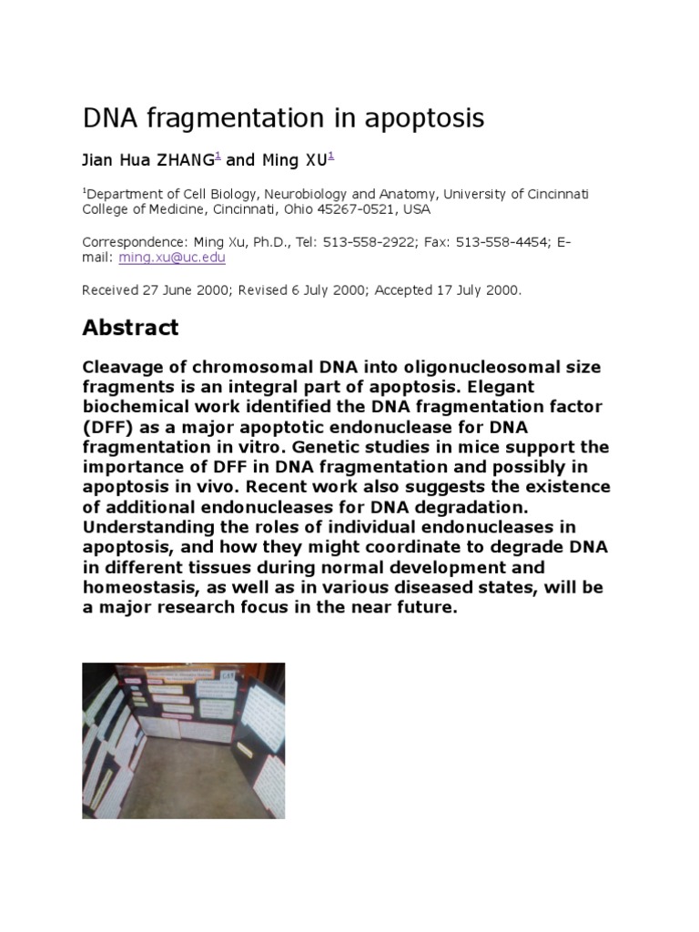 DNA Fragmentation in Apoptosis Explained | PDF