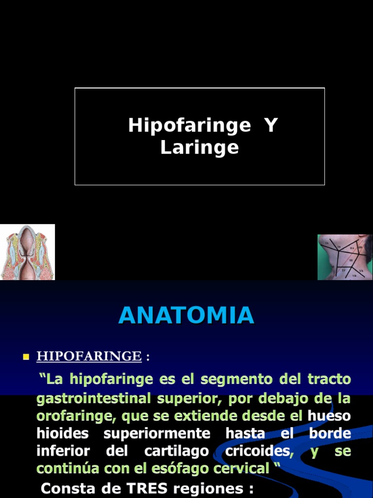 Hipofaringe y Laringe | PDF | Laringe | Anatomia animal