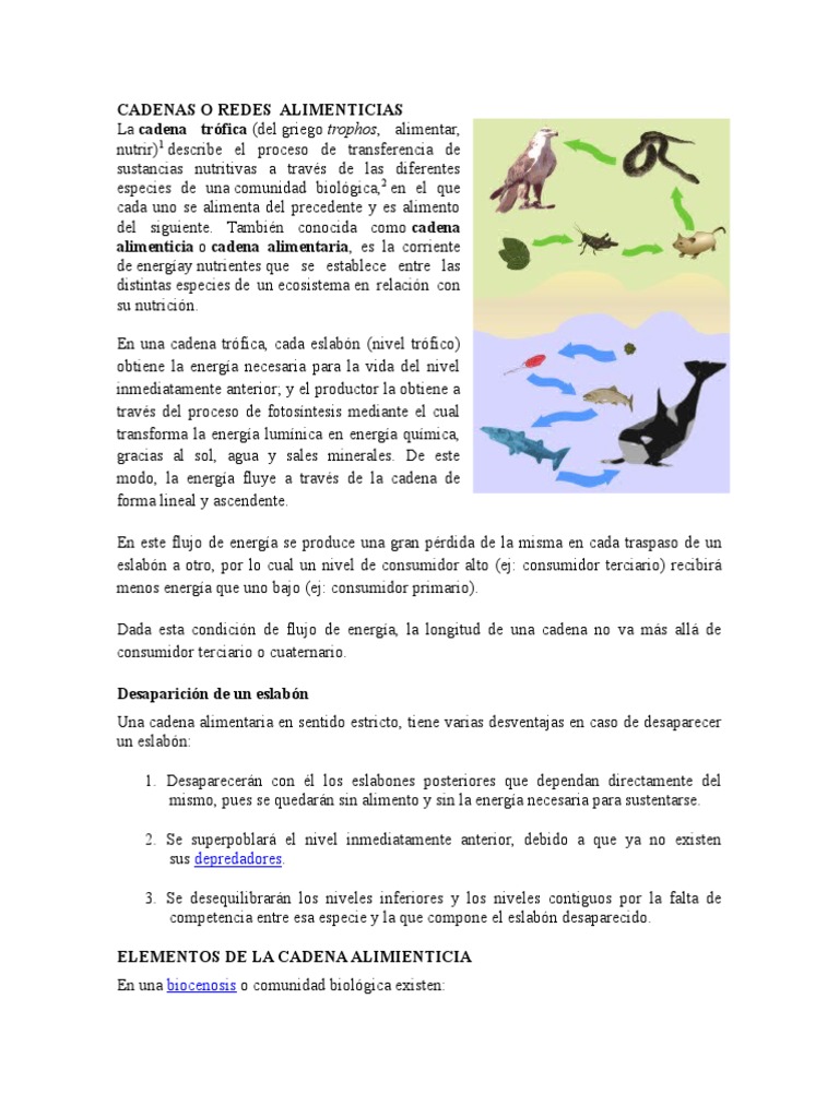Cadenas y redes alimenticias en ecosistemas | PDF | Ecología de ...