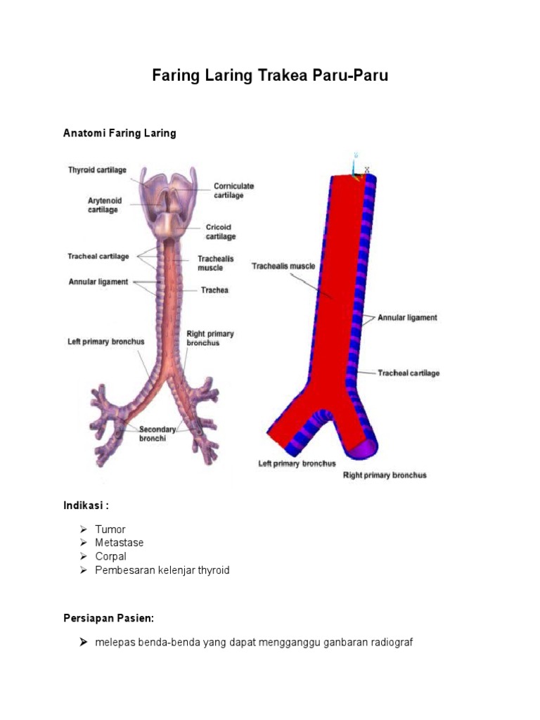 Faring Laring Trakea Paru | PDF