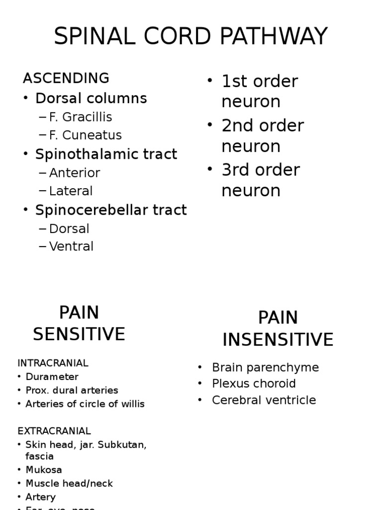 Spinal Cord Pathway | PDF