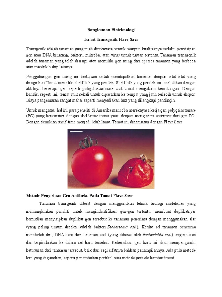 Proses Rekayasa Genetik Tomat Flavr Savr | PDF