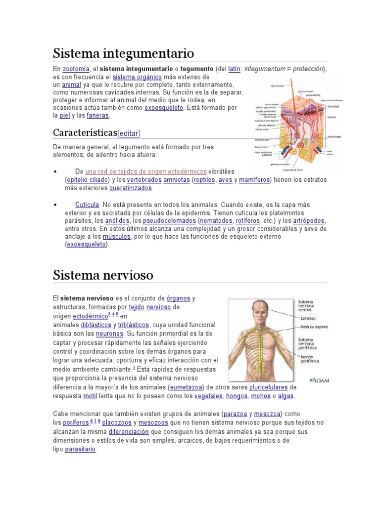 Diagrama De Los 11 Sistemas Del Cuerpo Humano Sistema De La Anatomia