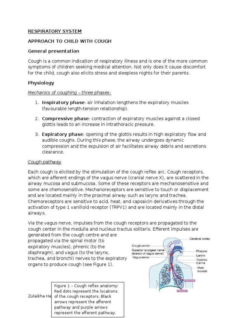 Approach To Cough | PDF | Cough | Respiratory Tract