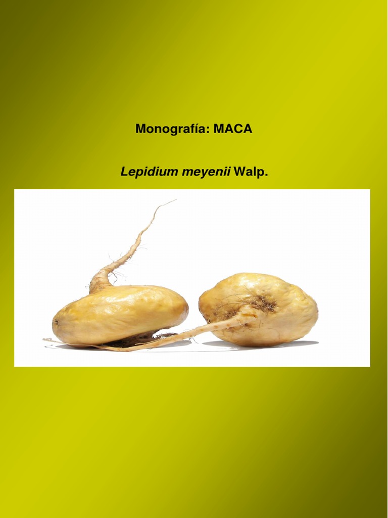 Monografia MACA PDF | PDF | Botánica | Plantas