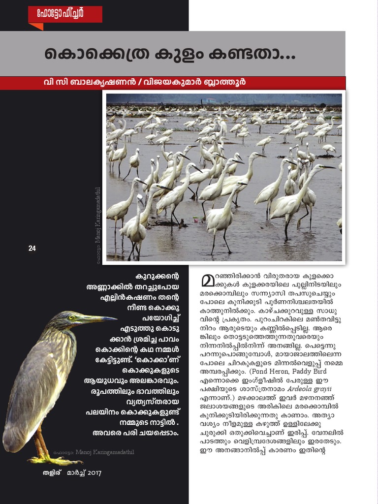 Kokku Ethra Kulam Kandathaa | Paravians | Neognathae