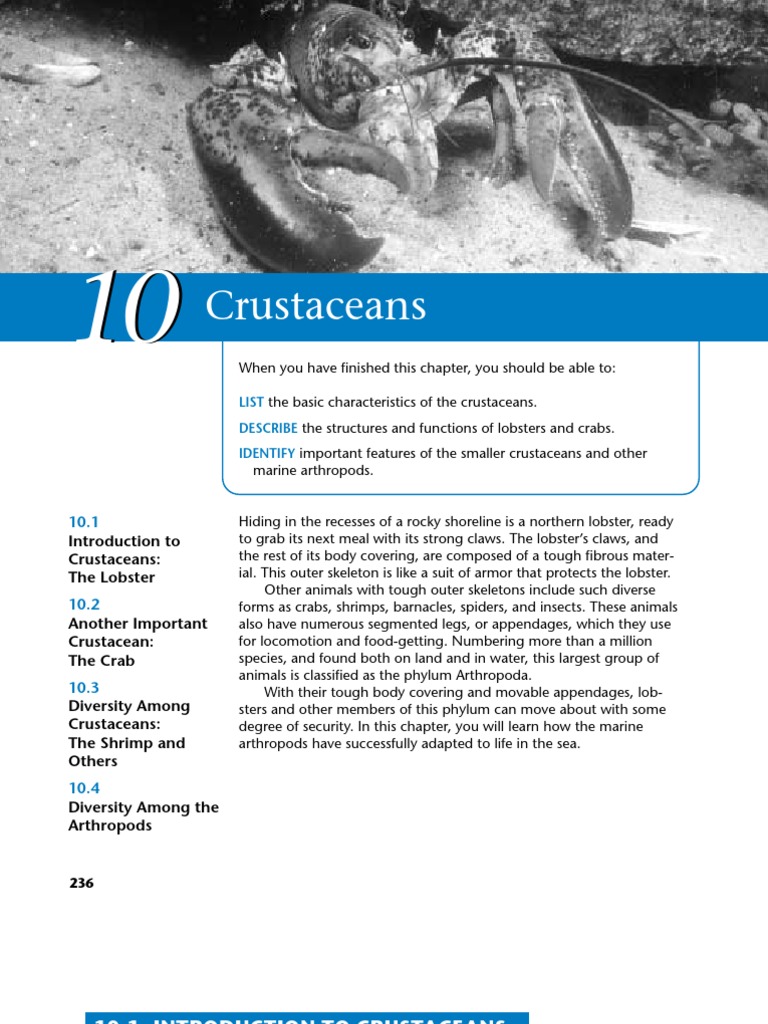 Crustaceans 2 | Crustacean | Crab
