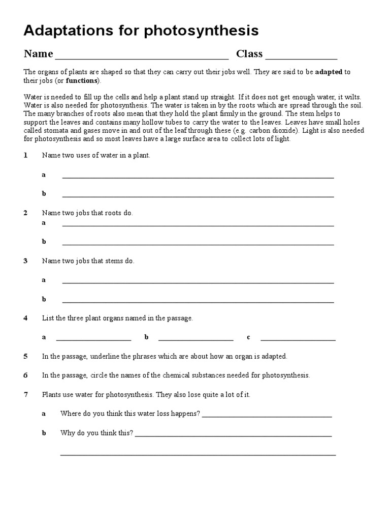 Adaptations For Photosynthesis | PDF