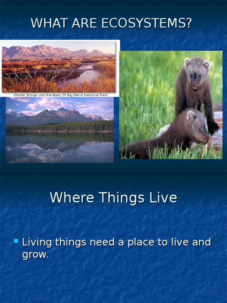 Science 4 Ecosystem | PDF