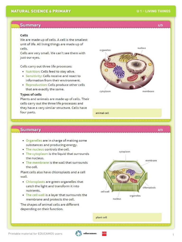 Natural Science 6 Primary: U 1 - Living Things | PDF