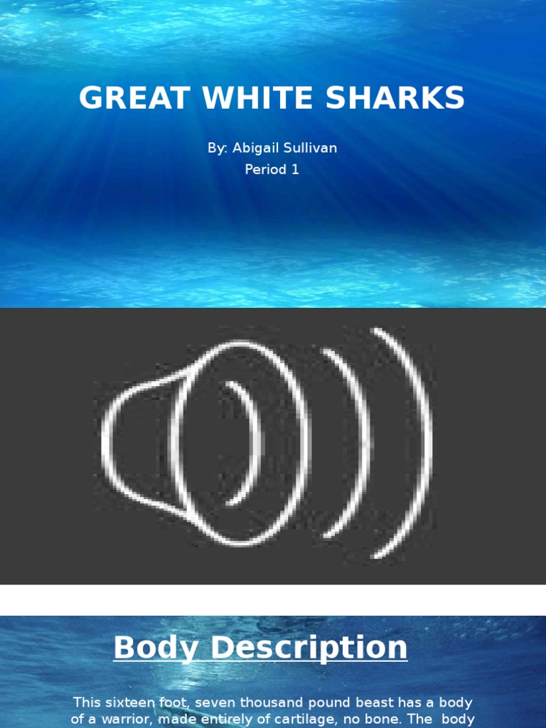 Great White Shark Facts & Behavior | PDF | Sharks | Great White Shark