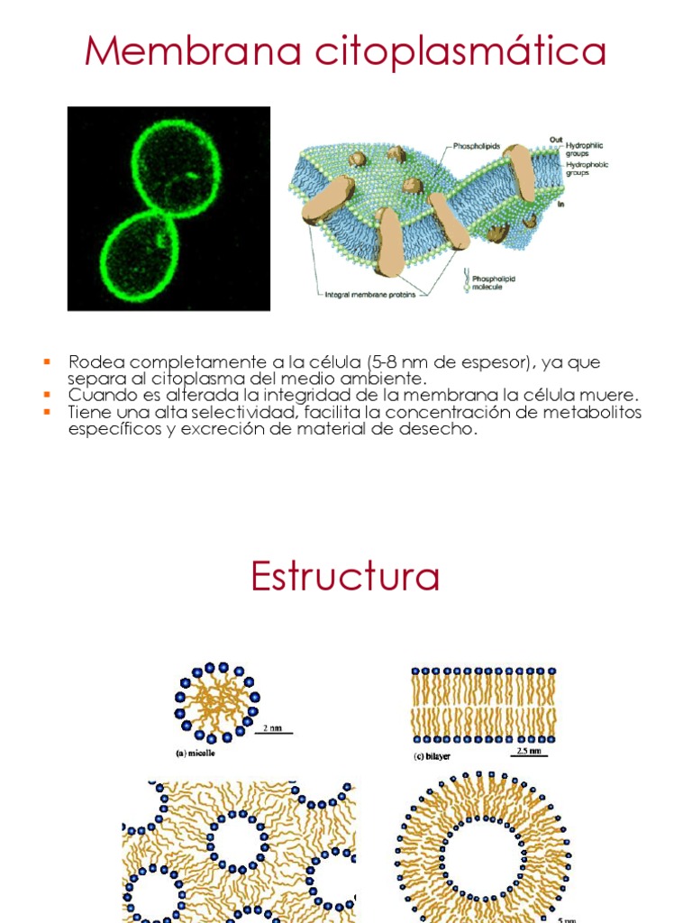 2c.membrana Citoplasmatica BRV2 | PDF | Membrana celular | Biología de ...