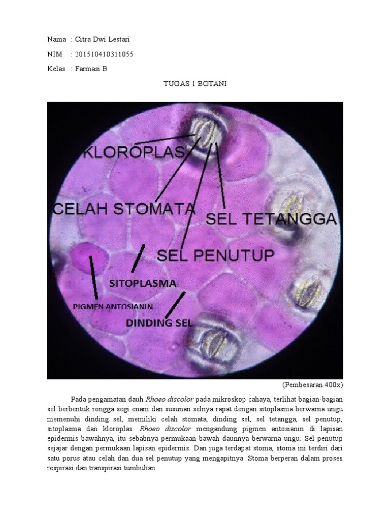 STRUKTUR DAN KOMPONEN SEL PADA DAUN RHOEO DISCOLOR | PDF