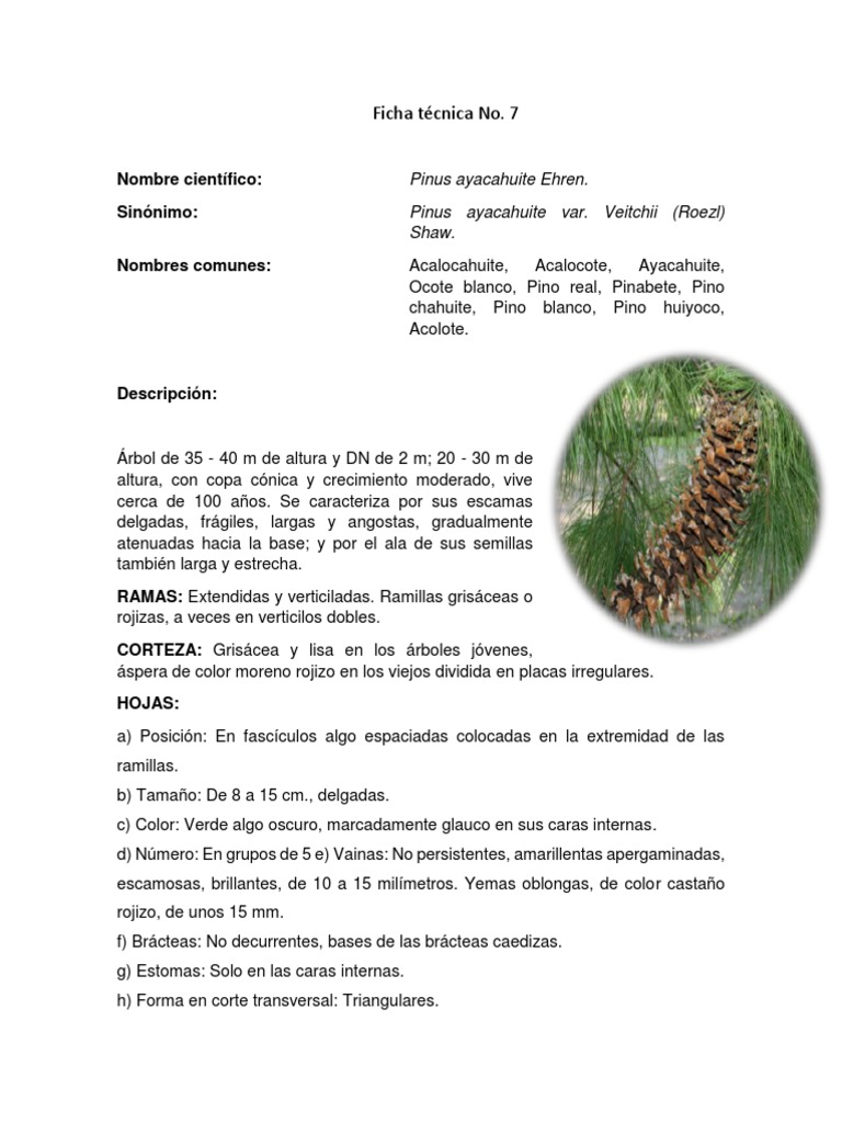 FT. 7 Pinus Ayacahuite | PDF | Forma de vida vegetal | Botánica