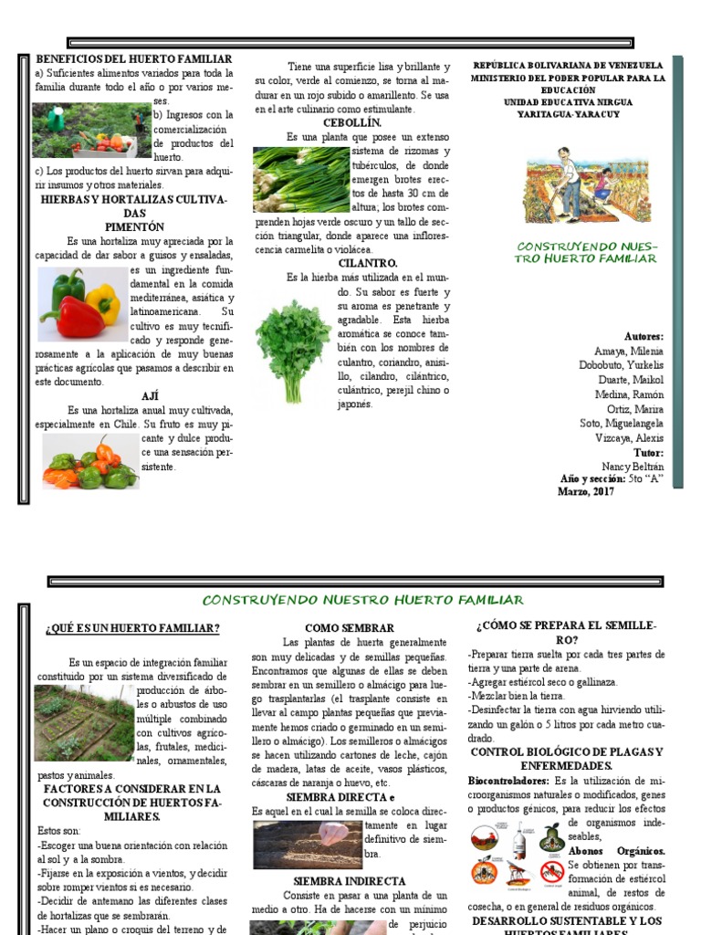 Huerto Familiar. Taller 1 | Cilantro | Plantas