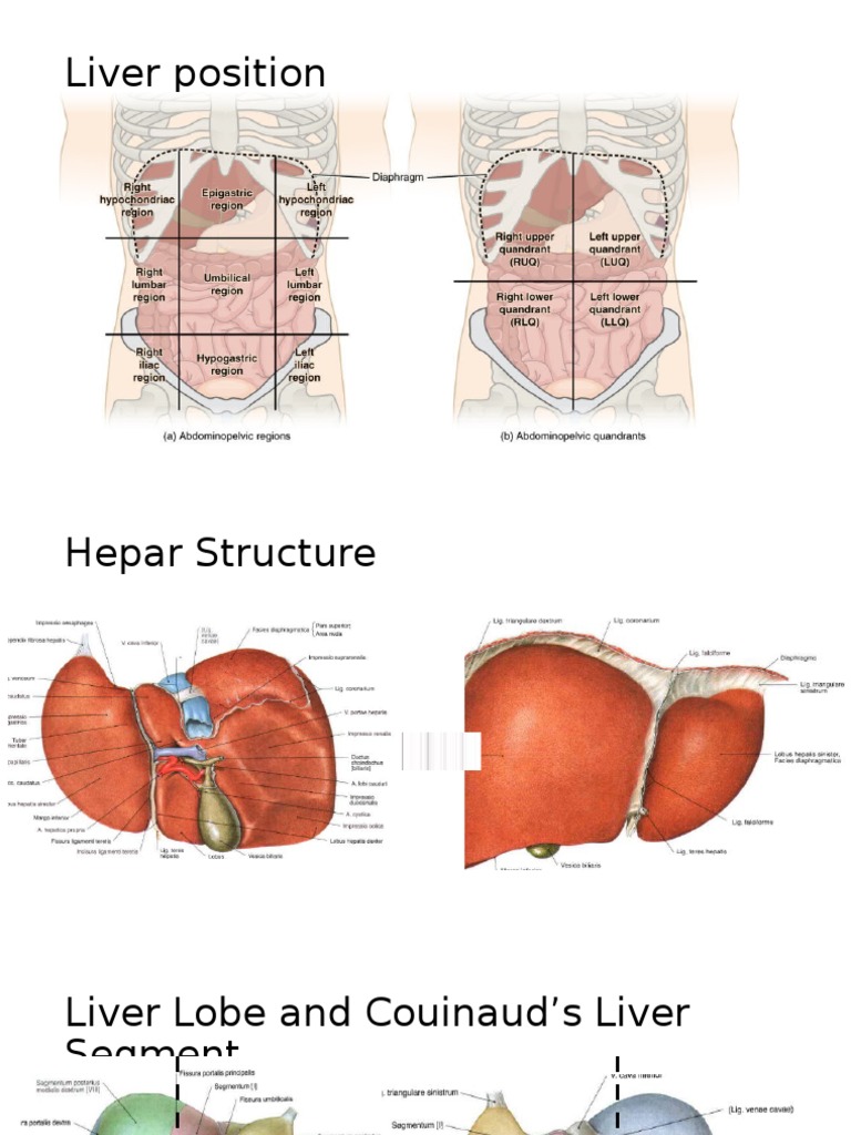 Liver | PDF