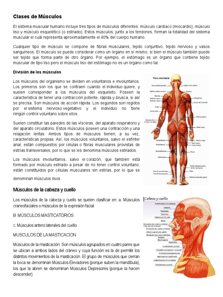 Clases de Músculos | Músculo | Sistema respiratorio | Prueba gratuita ...