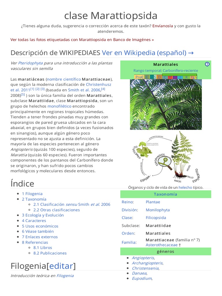 Marattiopsida | PDF | Nomenclatura botánica | Plantas
