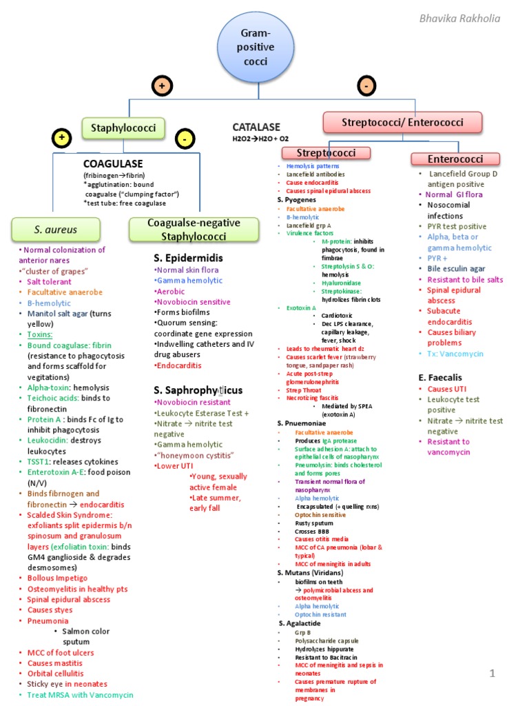Detailed Micro Chart | Download Free PDF | Streptococcus | Staphylococcus