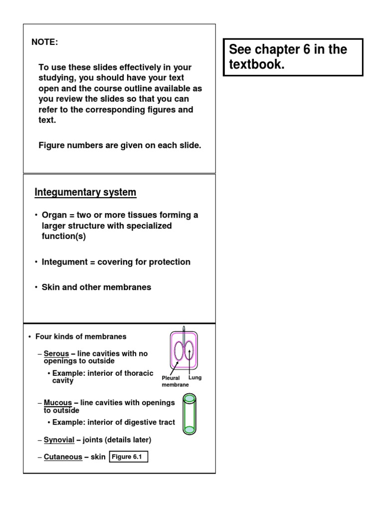 See Chapter 6 in The Textbook.: Integumentary System | PDF