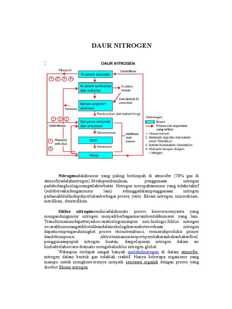 Daur Nitrogen | PDF