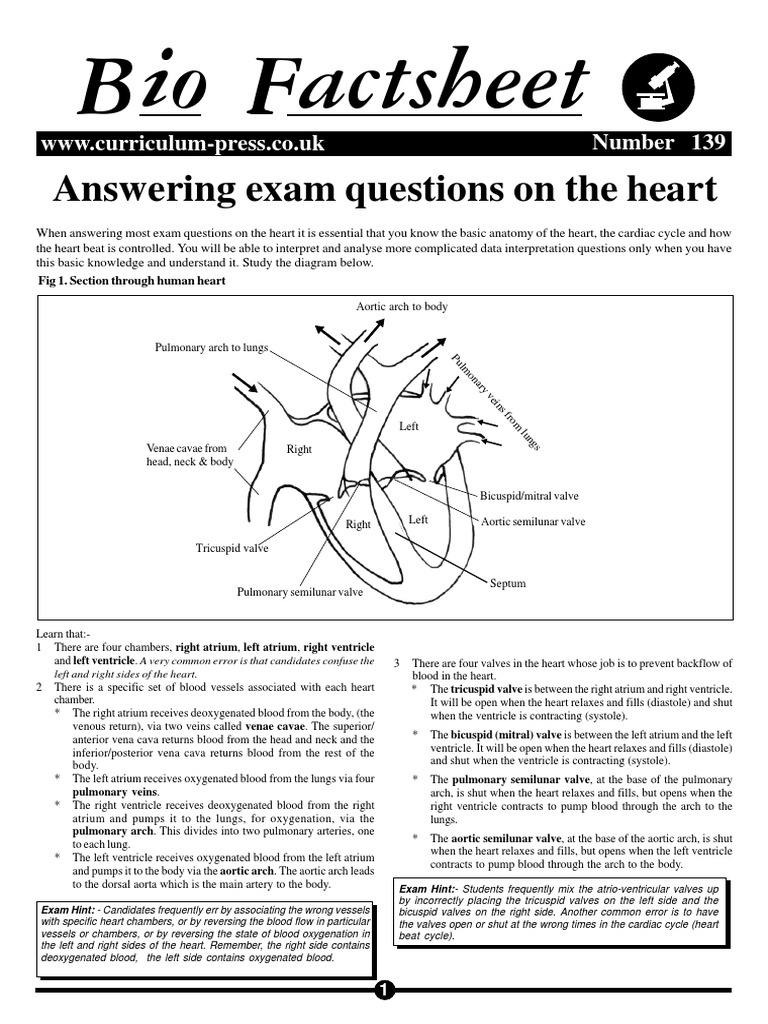 Answering Exam Questions on the Heart | Heart Valve | Ventricle (Heart)