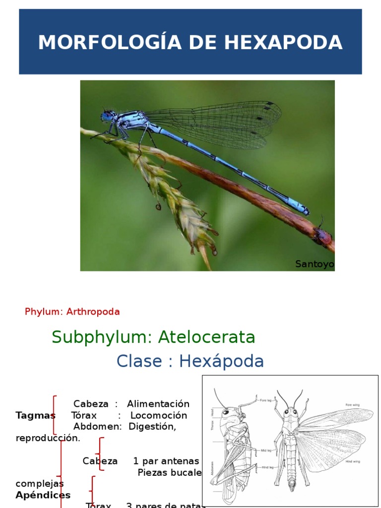 Morfología de Hexapoda | PDF | Hexapoda | Insectos