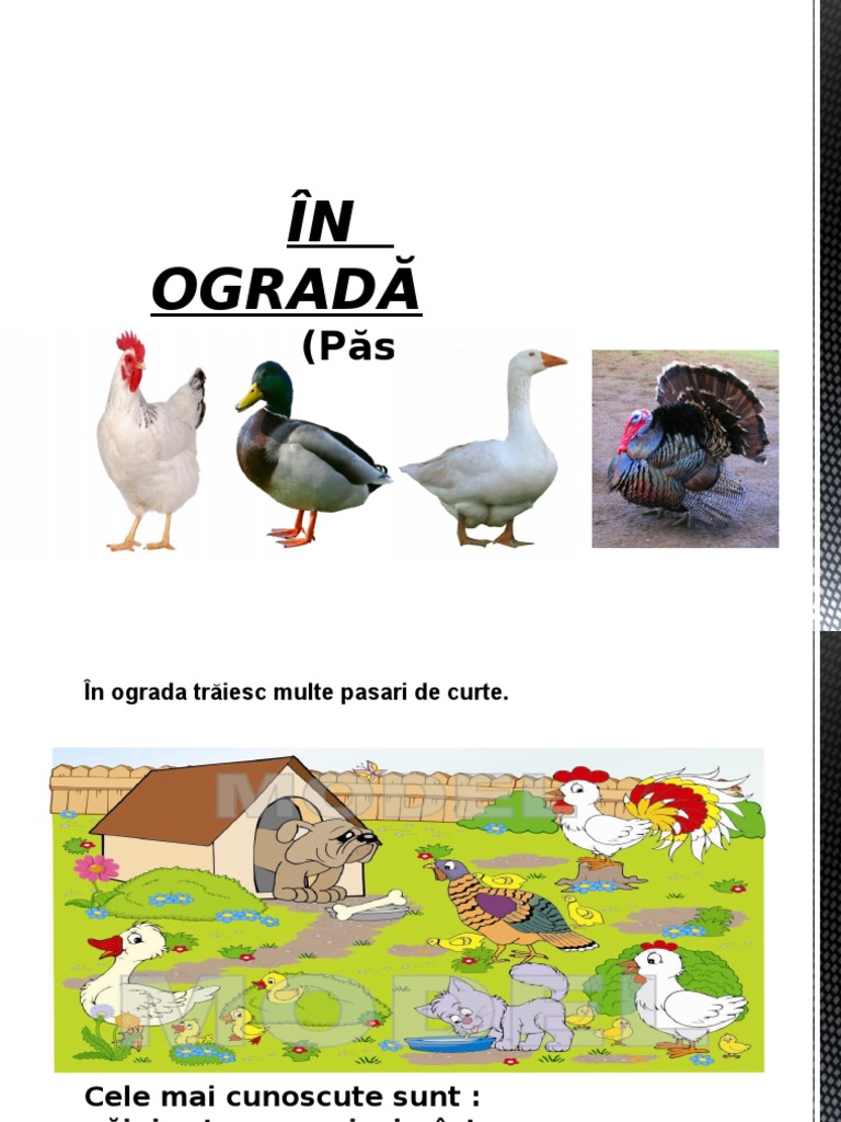Pasari de Curte | PDF