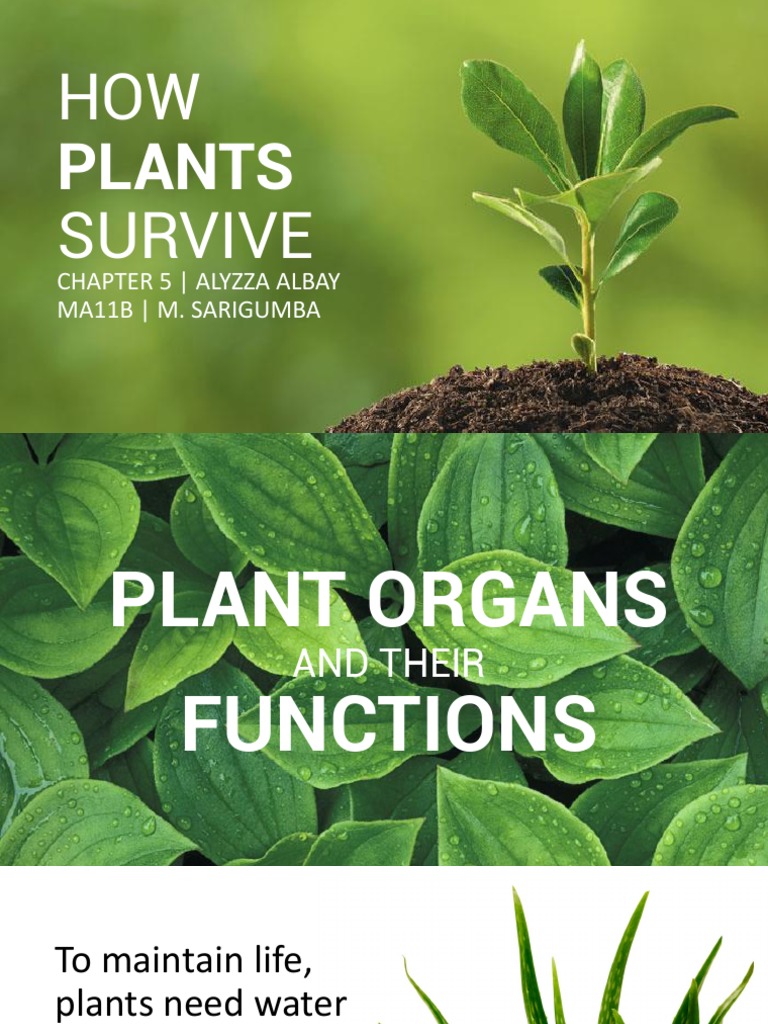 How Plants Survive | PDF | Pollen | Seed