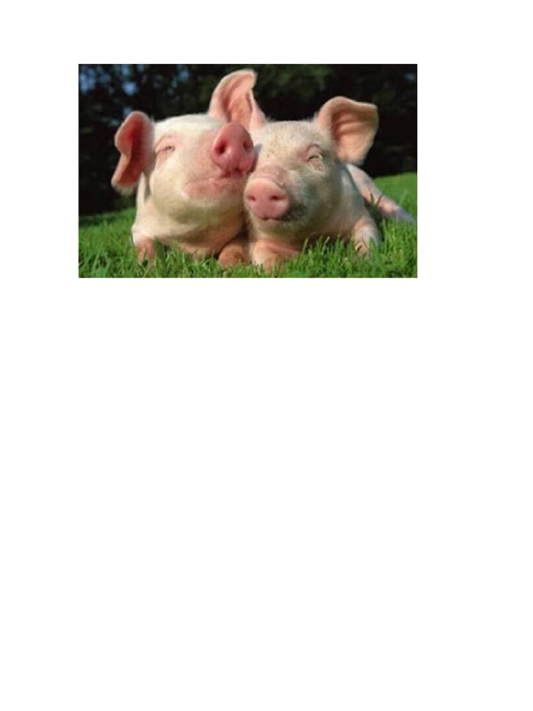 Biologija Prezentacija Papkari | PDF