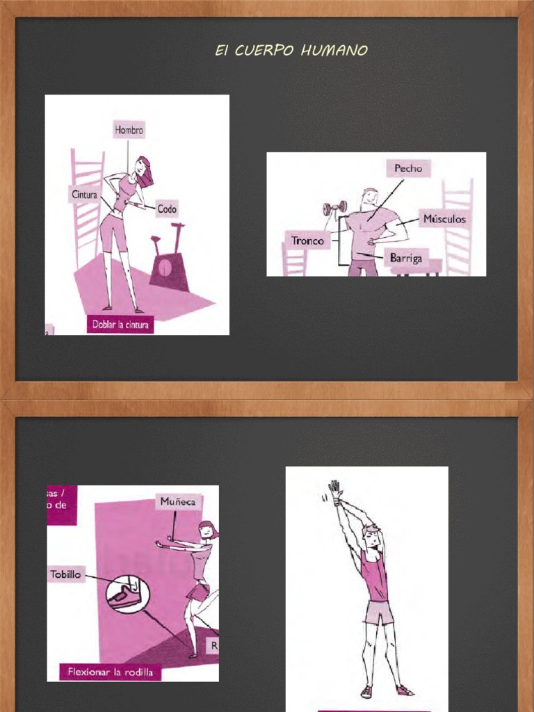 Vocabulario, El Cuerpo Humano PDF | PDF