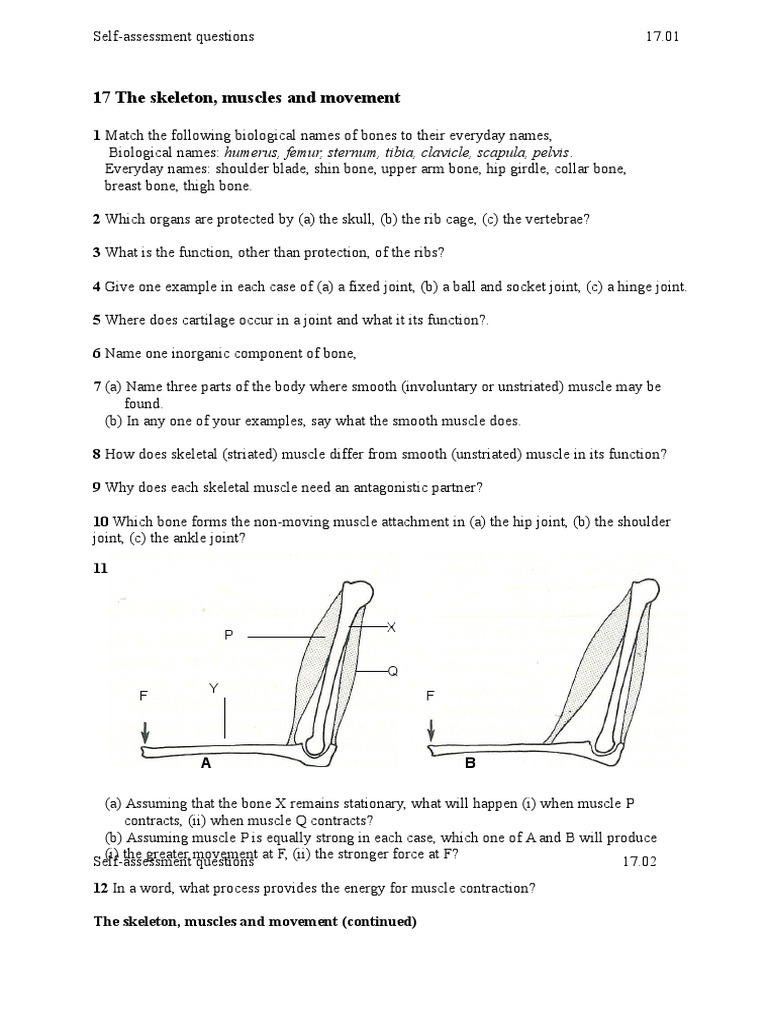 Skeleton Questions | PDF