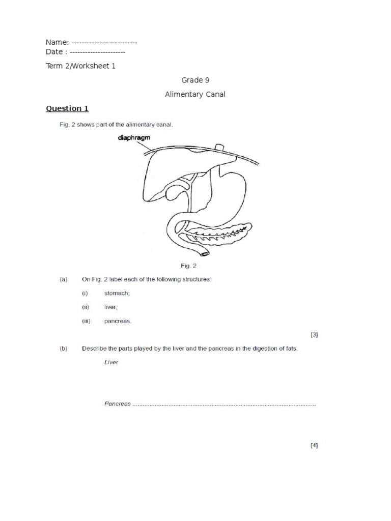 Name: - Date: - Term 2/worksheet 1 Grade 9 Alimentary Canal | PDF