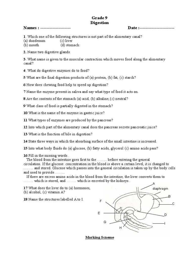 Digestion Questions | PDF | Digestion | Stomach