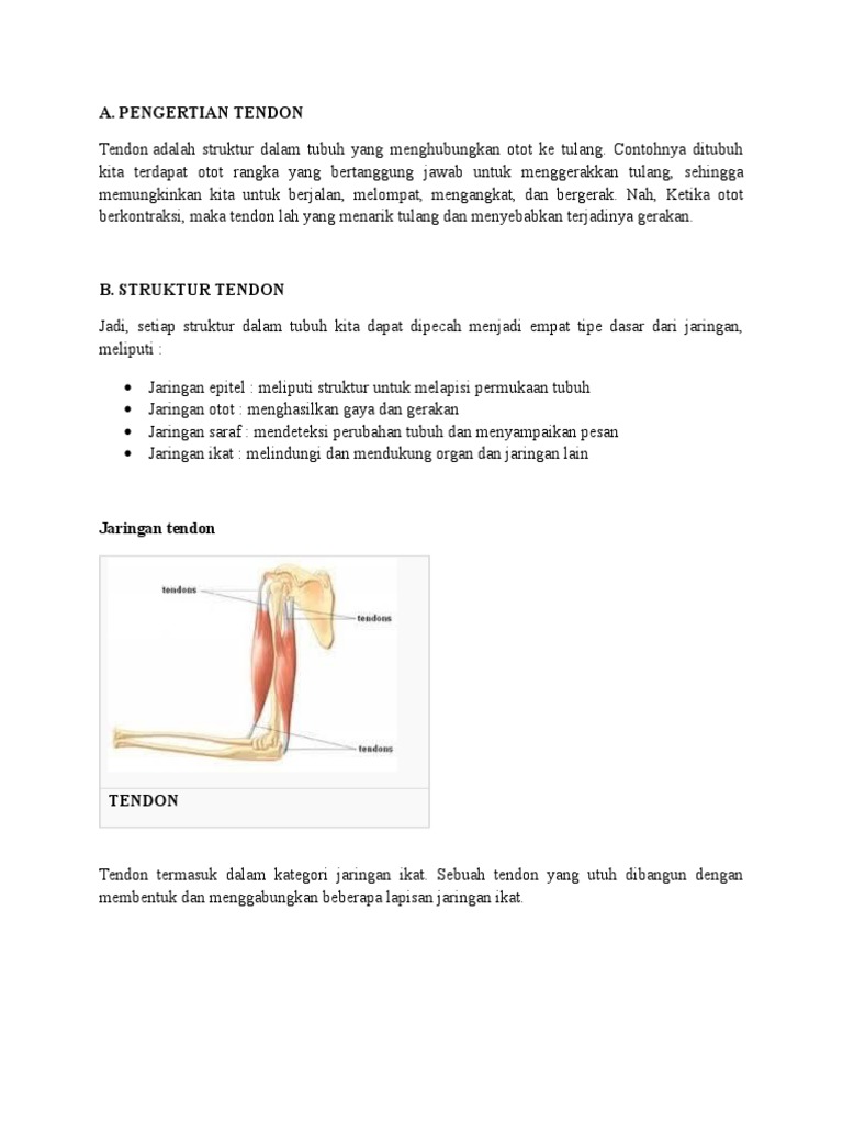 Fungsi dan Struktur Tendon dalam Tubuh | PDF