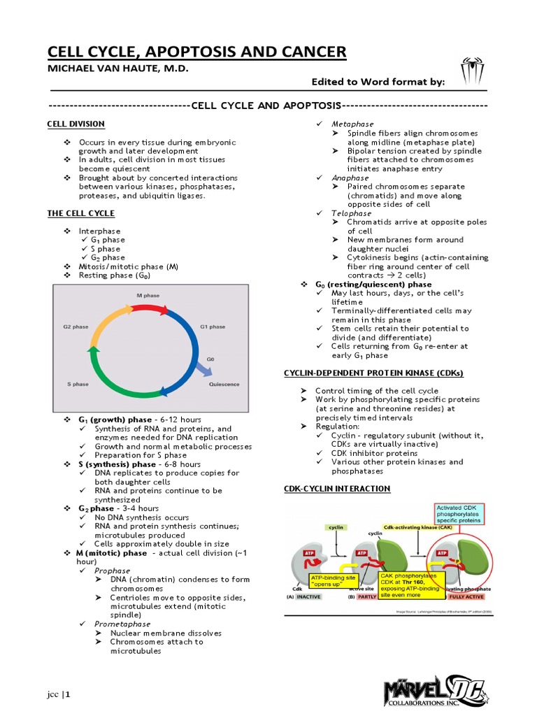 Cell Cycle, Apoptosis, and Cancer | PDF | Cell Cycle | Apoptosis