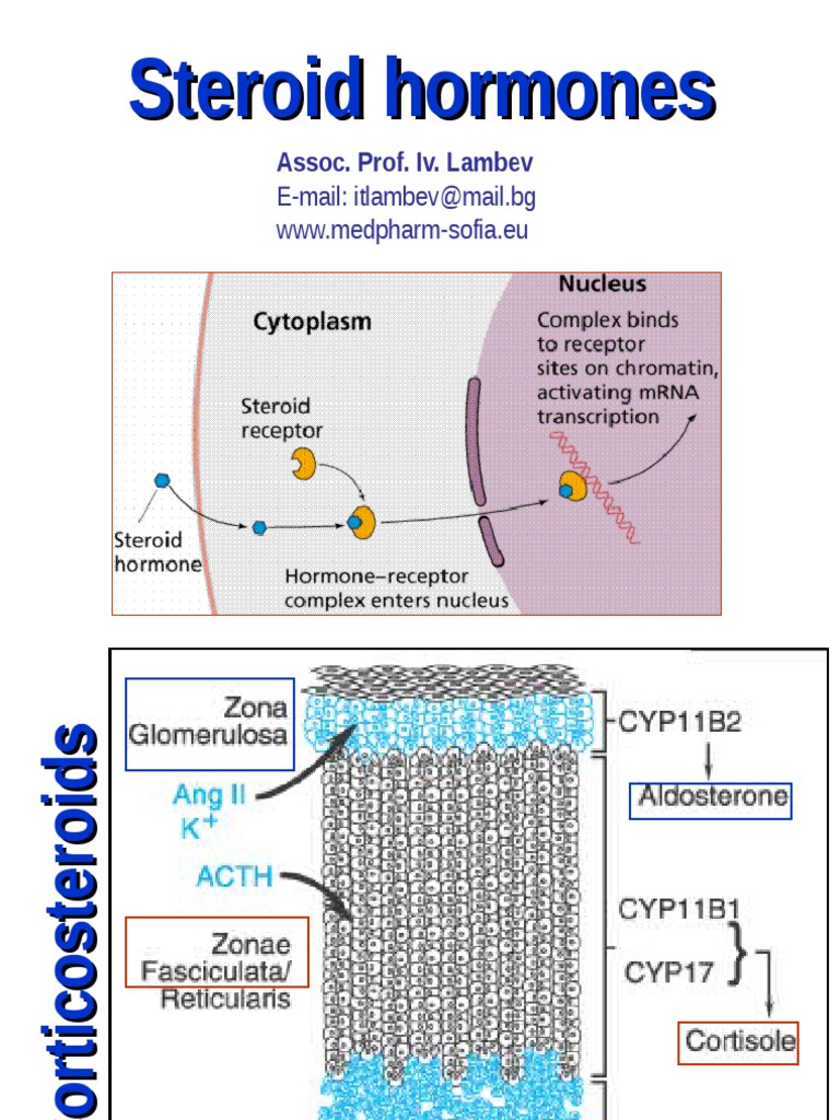 Steroid Hormones E | PDF | Estrogen | Combined Oral Contraceptive Pill