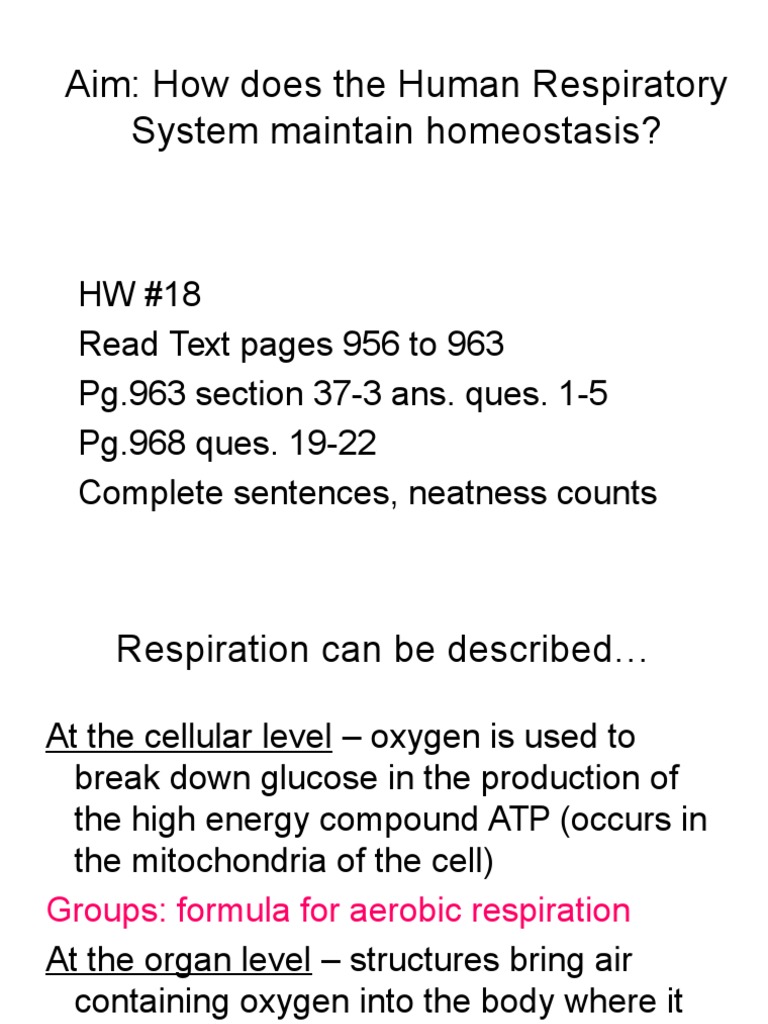 Human Respiratory System Homeostasis | PDF