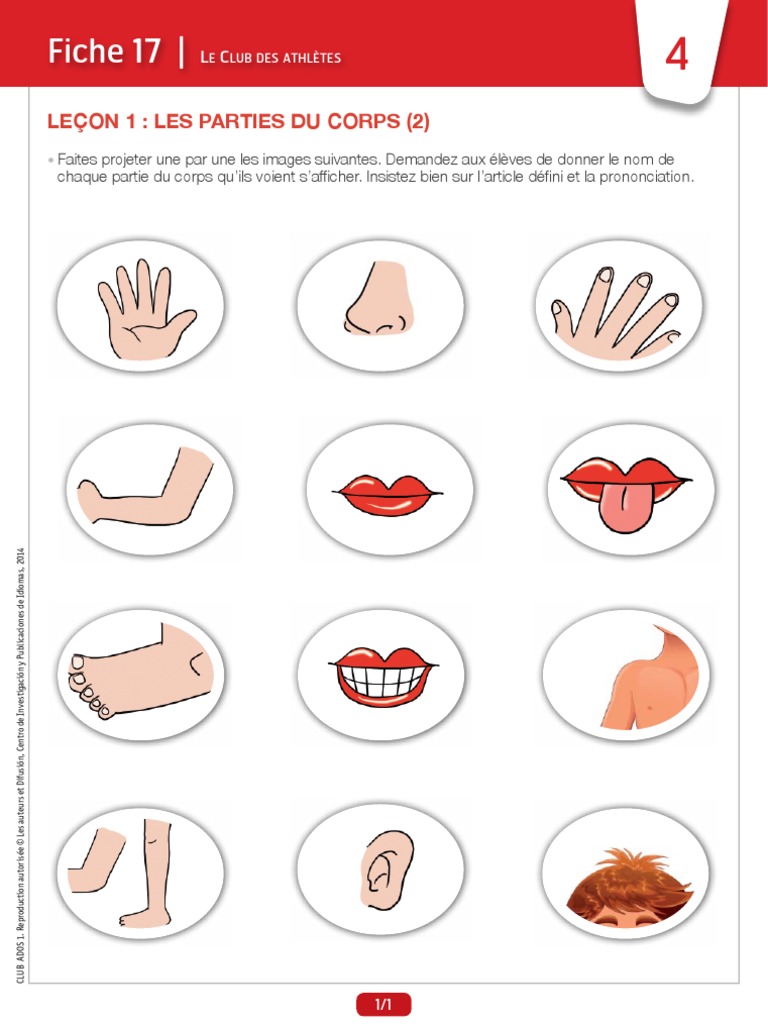 Les Parties Du Corps Vocabulaire FLE | PDF