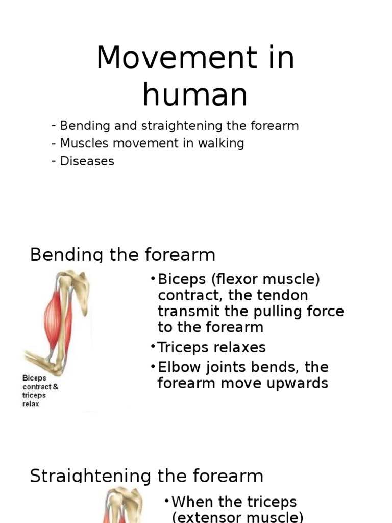 Movement in Human: - Bending and Straightening The Forearm - Muscles ...