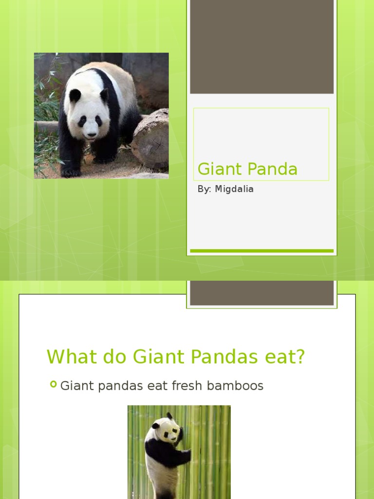 Giant Panda | PDF