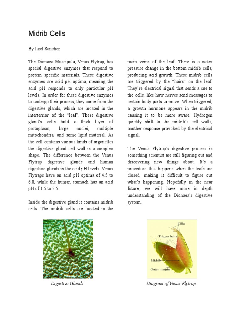 Venus Flytrap Digestive Gland Cells | PDF
