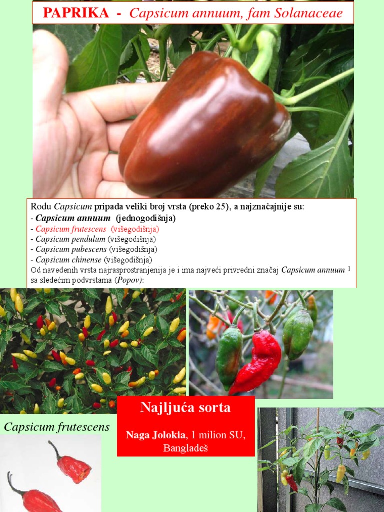 14 Paprika | PDF