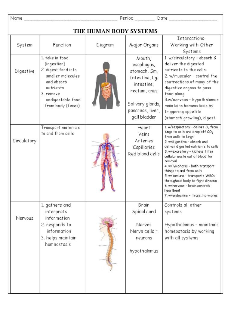 Body Systems Interactions Chart | PDF | Lymphatic System | Respiratory ...