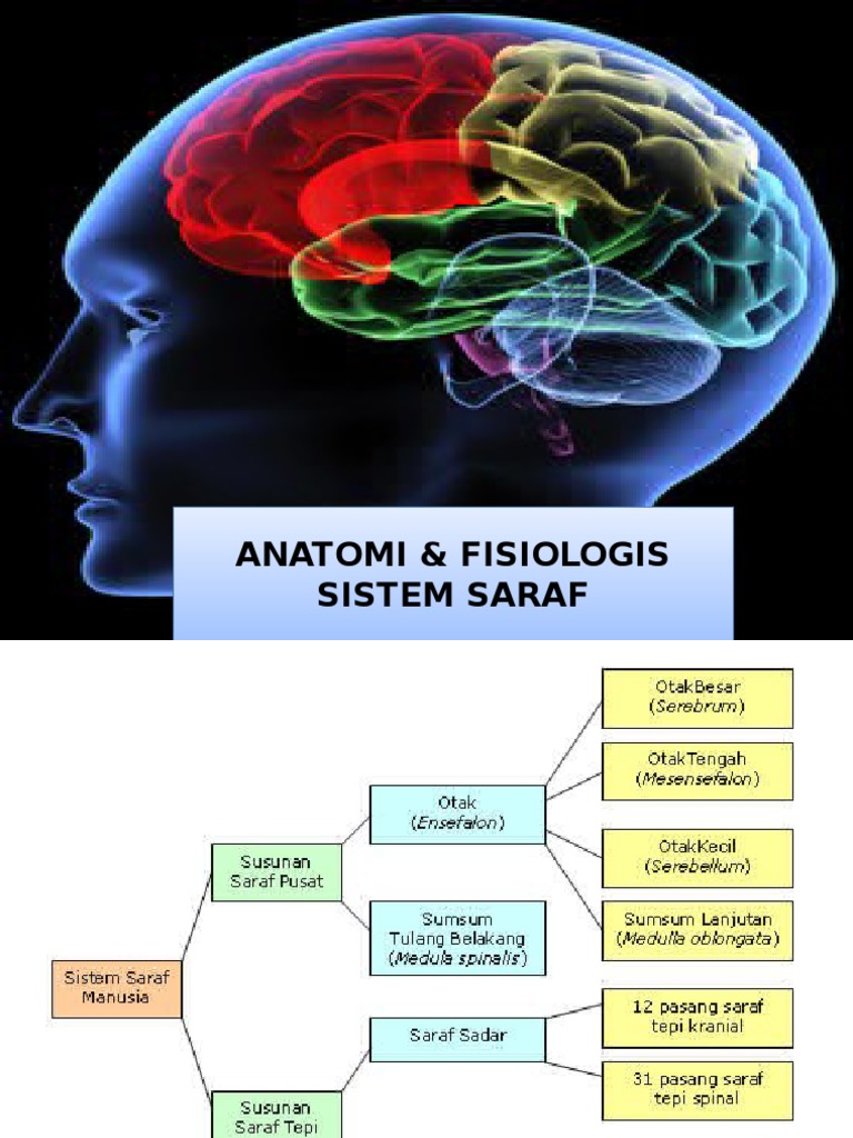 Anatomi Fisiologi Saraf | PDF