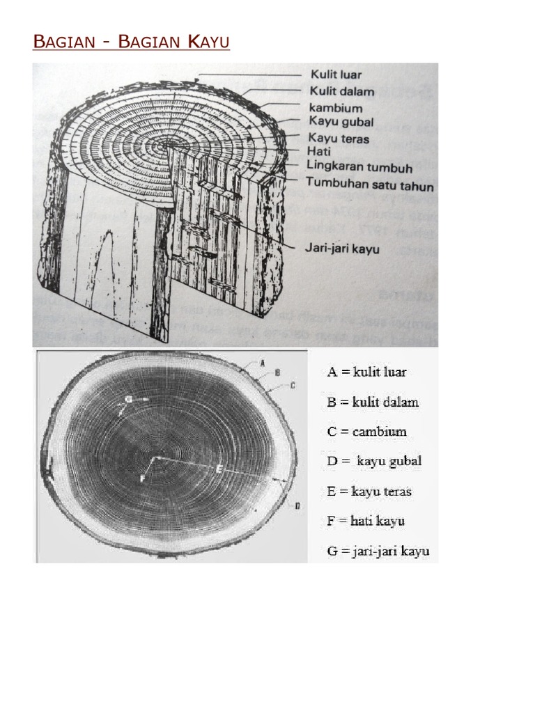Struktur dan Bagian Kayu Terperinci | PDF